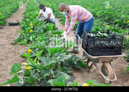 Group of farm workers in protective face masks gathering zucchini crop ...