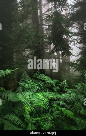 Fern foliage Dark green and cold detail leaf Stock Photo - Alamy