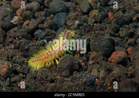 Golden fire worm, Chloeia flava, Lembeh Strait, North Sulawesi ...