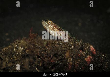 Clearfin Lizardfish (Synodus dermatogenys), Bali, Indonesia Stock Photo ...