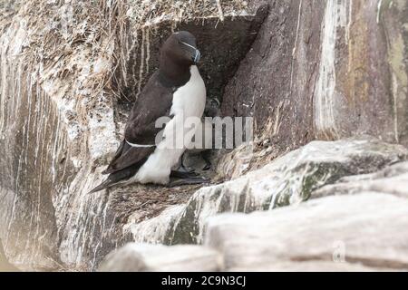 Razorbill adult (Alca torda) with chick Stock Photo - Alamy