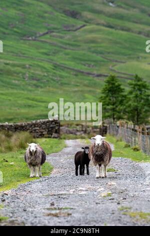 Lamb in the lane Stock Photo - Alamy