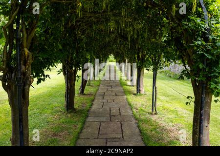 Pleached trained laburnum tree arch or allee, St Mary's Pleasance 17th ...