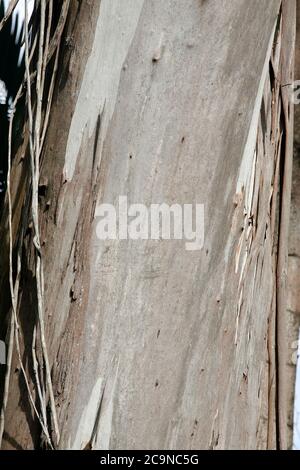 Close up texture of an eucaliptus tree trunk Stock Photo - Alamy