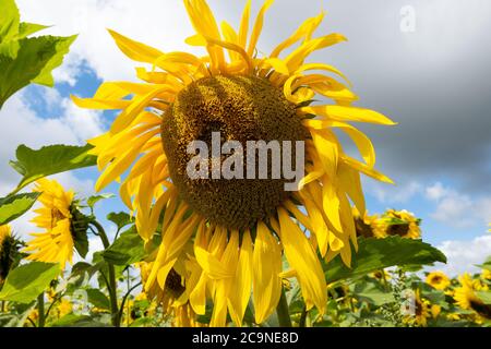 Multiple sunflower heads growing on one sunflower stem Stock Photo - Alamy