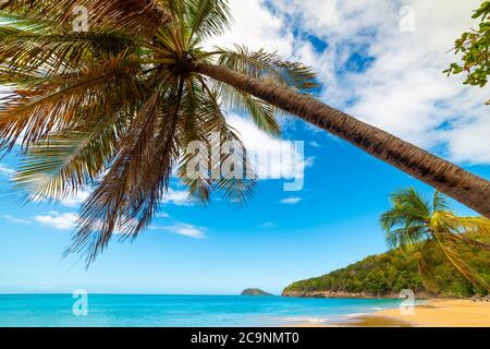 Palm trees in La Perle beach in Guadeloupe, Caribbean sea Stock Photo ...