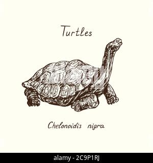 Galapagos tortoise, Galapagos giant tortoise, Chelonoidis nigra ...