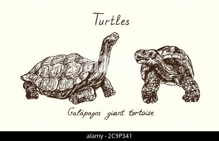 Galapagos tortoise, Galapagos giant tortoise, Chelonoidis nigra ...