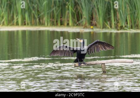 Cormorant diving Phalacrocorax carbo bird swimming dive underwater ...