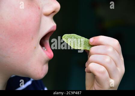 Pictures show Soft Jellies Fizzy Fish sweets made by Maynards Bassetts ...