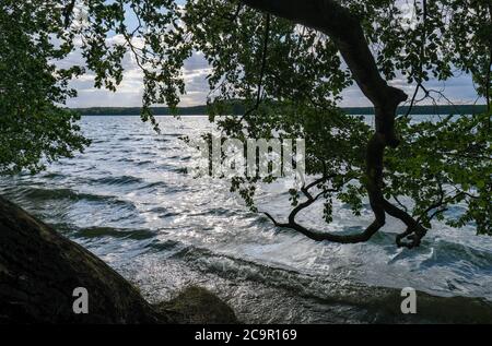 Neuglobsow, Germany. 29th July, 2020. The Great Stechlinsee in the late ...