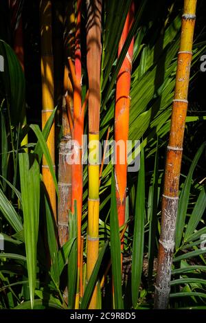 Fargesia Jiuzhaigou 1 bamboo, also called Red Panda Fargesia Stock ...