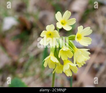 Yellow Primrose (Primula vulgaris Stock Photo - Alamy