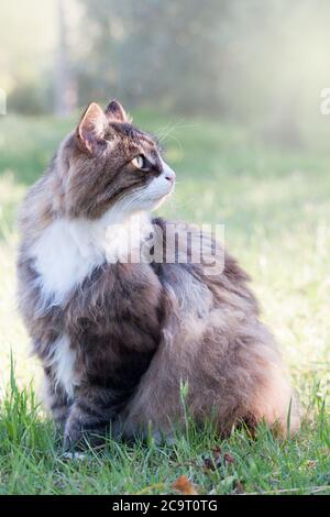 Brown tabby cat looks outside from the window. Street photo, selective ...