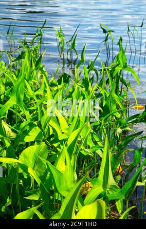 Broadleaf Arrowhead - Duck Potato - Indian potato - Wapato (Sagittaria ...