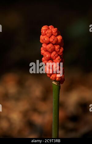 Seed Head Of Arum Stock Photo - Alamy