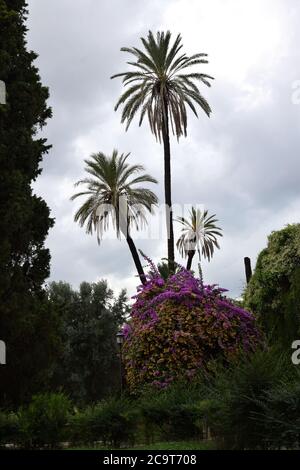Palm Trees along the Streets of Rome Stock Photo - Alamy