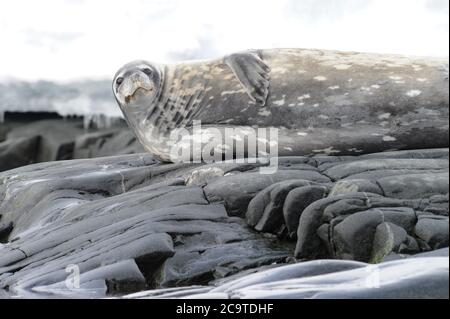 The leopard seal (Hydrurga leptonyx). The leopard seal (Hydrurga ...