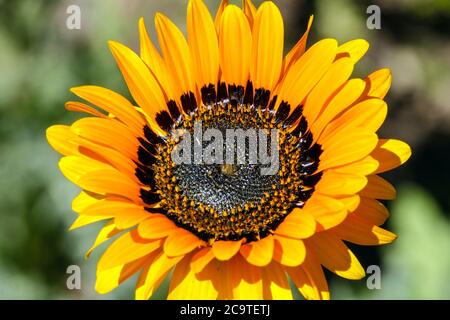 Venidium Orange Cape Daisy or Monarch of the Veldt single beautiful ...