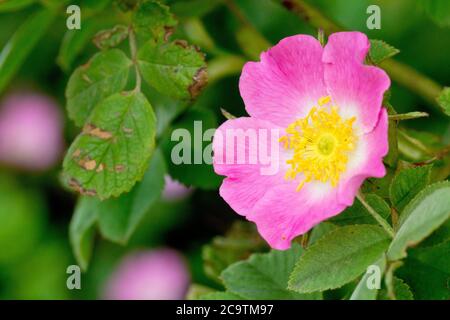 Downy Rose (rosa tomentosa, rosa sherardii or rosa mollis), close up of ...