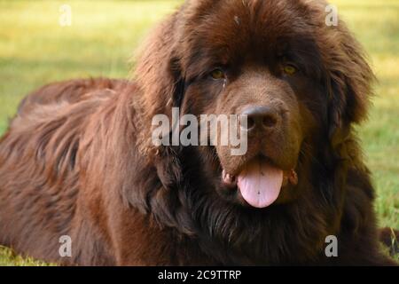 Look into the face of a big brown Newfoundland dog Stock Photo - Alamy