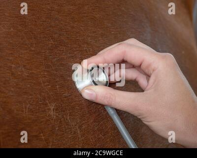 Veterinarian use stethoscope to the lungs of a brown horse. Suspected ...