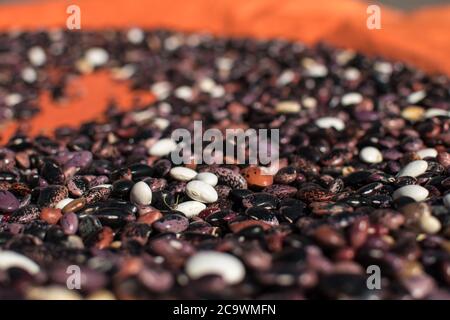 Assortment of colorful beans being dried in the sun on an orange tarp ...