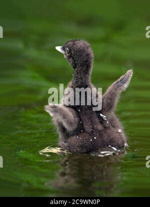 Young Common Loon Chick Flapping Wings Stock Photo - Alamy
