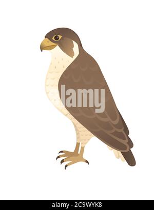 Predatory bird cute adult falcon cartoon animal design birds of prey ...