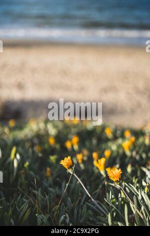 close-up of yellow daisises by the beach shot at shallow depth of field ...
