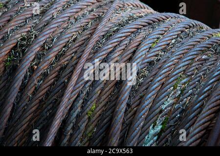 Logging cable along Hobo Creek Historic Trail, St. Joe National Forest ...
