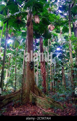 Fan Palms, Daintree Rainforest, Queensland,Australia Stock Photo - Alamy