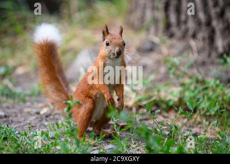 Cute red squirrel with long pointed ears eats a nut in autumn forerst ...