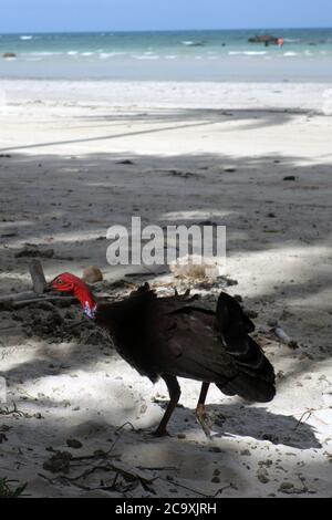 Chilli Beach, Cape York Peninsula, Queensland, Australia Stock Photo ...