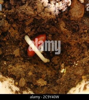 Date Palm seedling Stock Photo - Alamy
