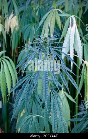 plant cannabis farm plantation medical marijuana hemp Stock Photo - Alamy