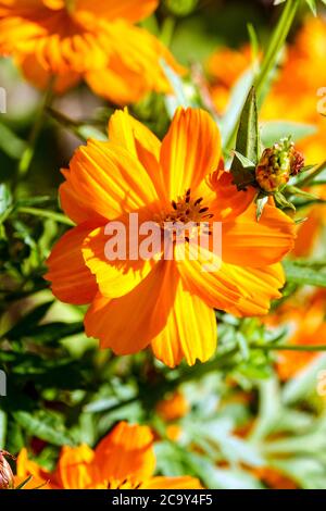 Cosmos sulphureus 'Cosmic Orange' in an English garden Stock Photo - Alamy