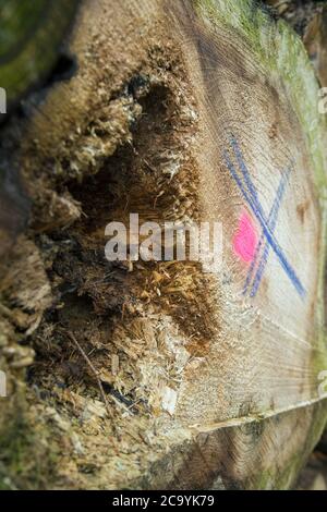 Sawn logs marked with a pink dot and cross Stock Photo - Alamy
