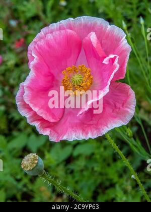 Pink opium poppy flower isolated on white background - blooming Stock ...