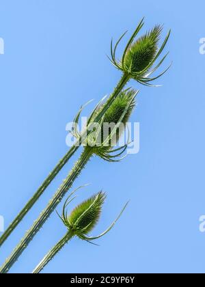 Summer bloom of Teasel, Teazel (Dipsacus fullonum). The members of this ...