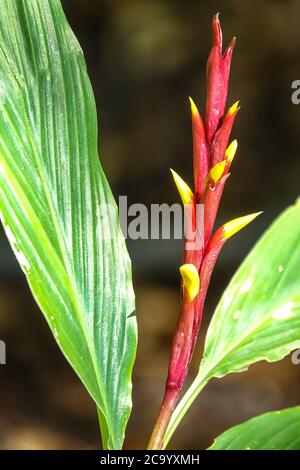 Summer flowering ginger plant Cautleya spicata Crug Canary in UK garden ...
