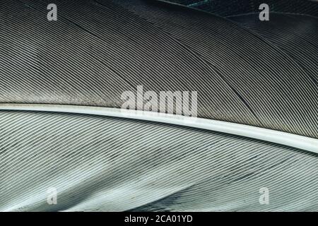 Close up Beautiful Colored duck Bird feather pattern background for ...