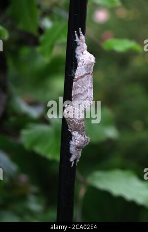 Pale Tussock Moth mating (Female above Stock Photo - Alamy