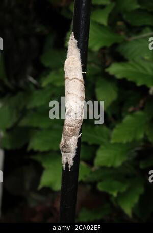 Pale Tussock Moth mating (Female above Stock Photo - Alamy