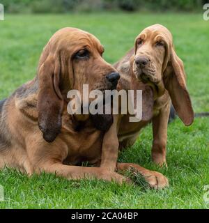 liver and tan bloodhound Stock Photo - Alamy