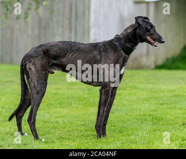 side view of skinny greyhound dog with long legs looking forward and ...