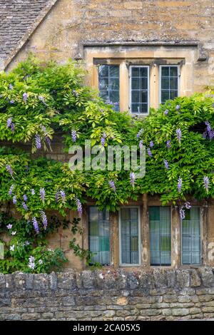 Flowering Wisteria on a cottage wall in a country garden in the English ...