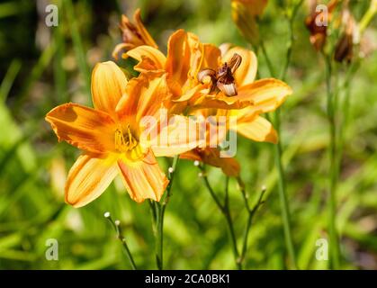 Hemerocallis Banbury Cinnamon, day lily Banbury cinnamon, burnt orange ...