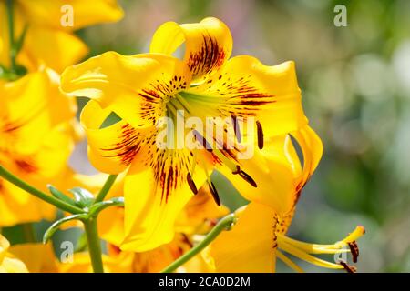 Lilium 'Yellow Bruise'. Tiger Lily 'Yellow Bruise'. 'Yellow Bruse ...