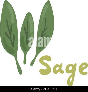 sage tea vector illustration on color background Stock Vector Image ...